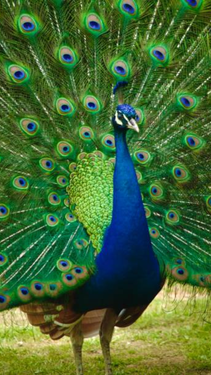 10 animals one can easily spot in India but not in the US