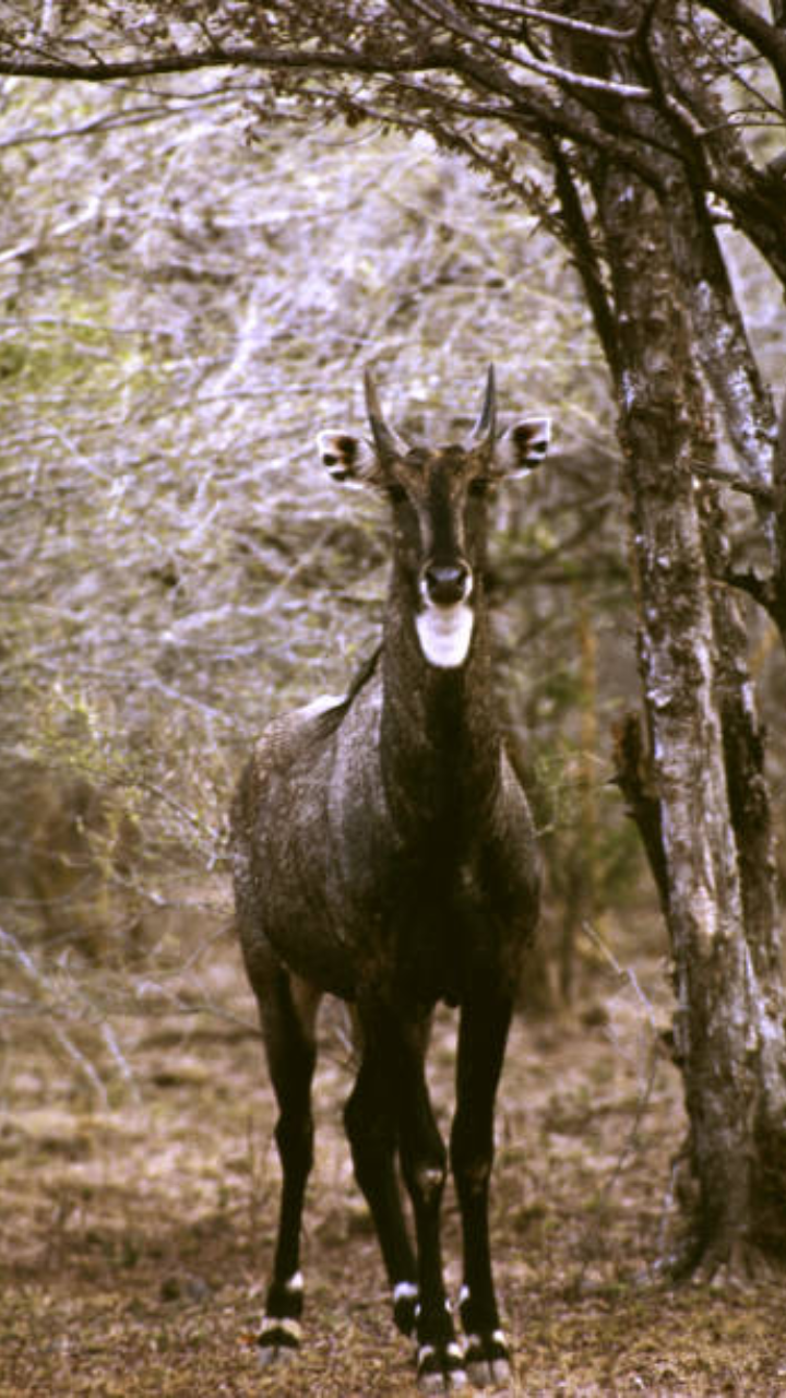 10 animals one can easily spot in India but not in the US