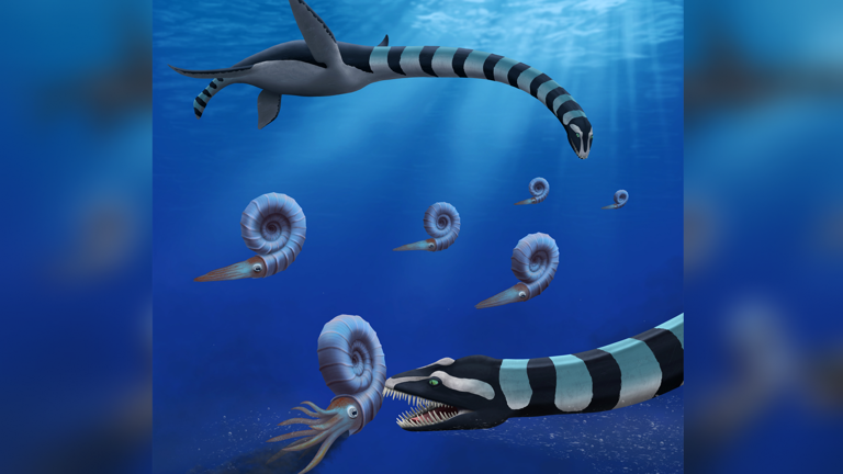 Giant 85 million-year-old mystery sea monster fossil finally identified