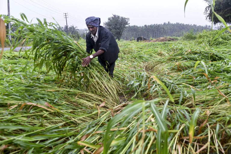 Cabinet hikes minimum support price of Kharif crops for 2025-26; ups paddy MSP by Rs 69 per quintal