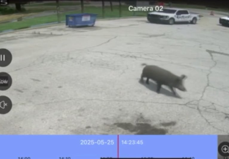 Wild hog attacks police car outside of business in Wagoner