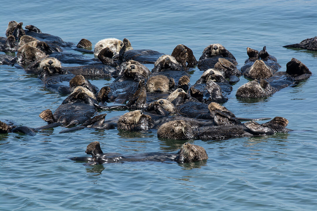 Otterly adorable: 6 interesting facts about otters