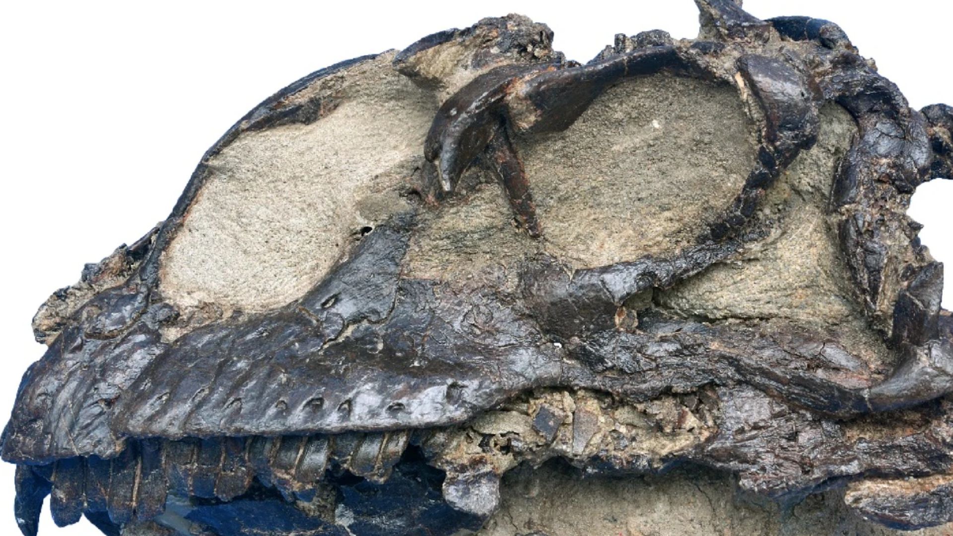 165-million-year-old long-necked dinosaur species fossil discovered in ...