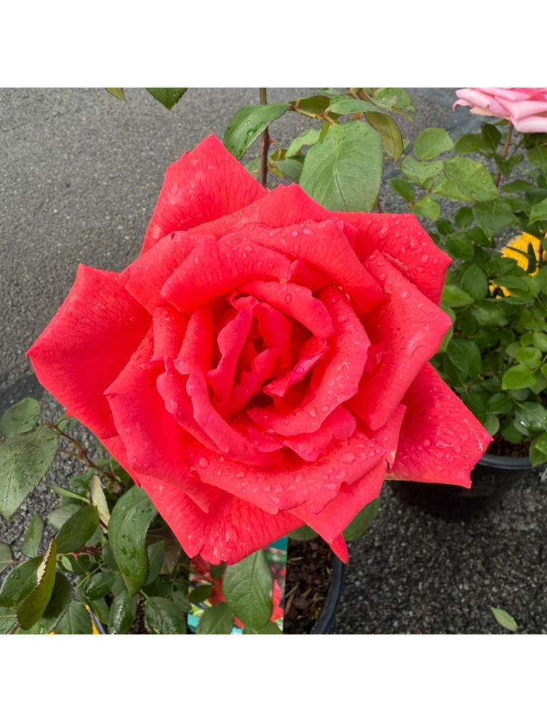 Meet the Stunning Rose Named for a Country Music Superstar