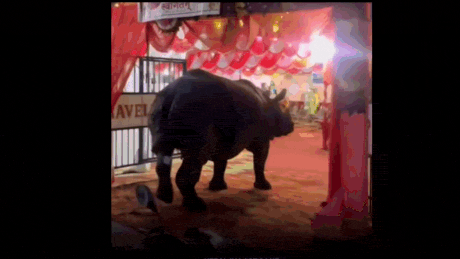 Wild card entry: 'Well behaved' rhino crashes Nepali wedding, internet ...