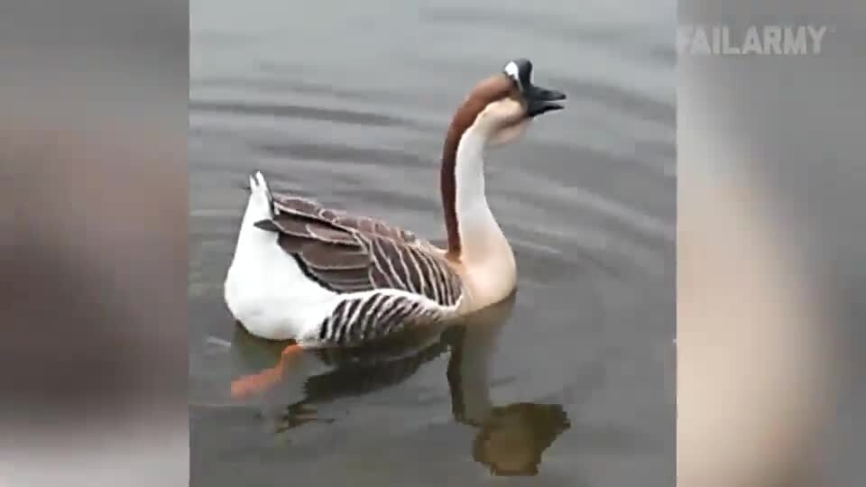 Duck Duck Goose