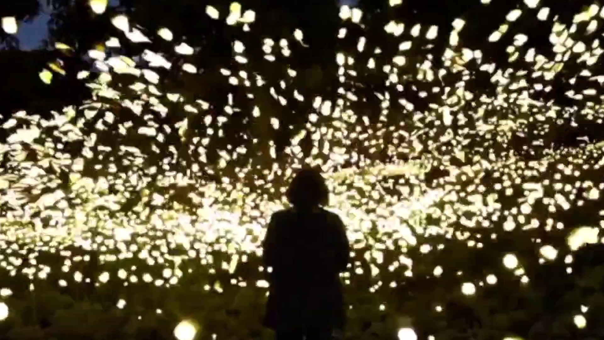 Fireflies Create Rare, Spectacular Summer Light Show