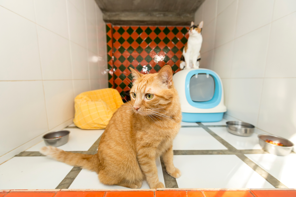 Cat Boarding: Cost and Considerations
