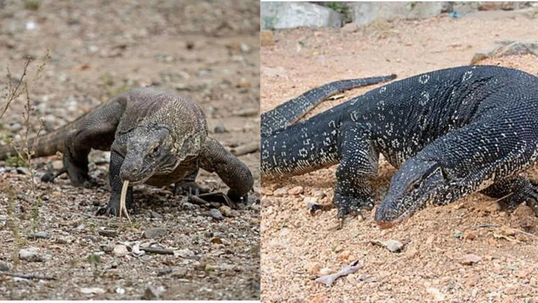 Komodo dragons vs. Monitor lizards: Key differences explained on the ...