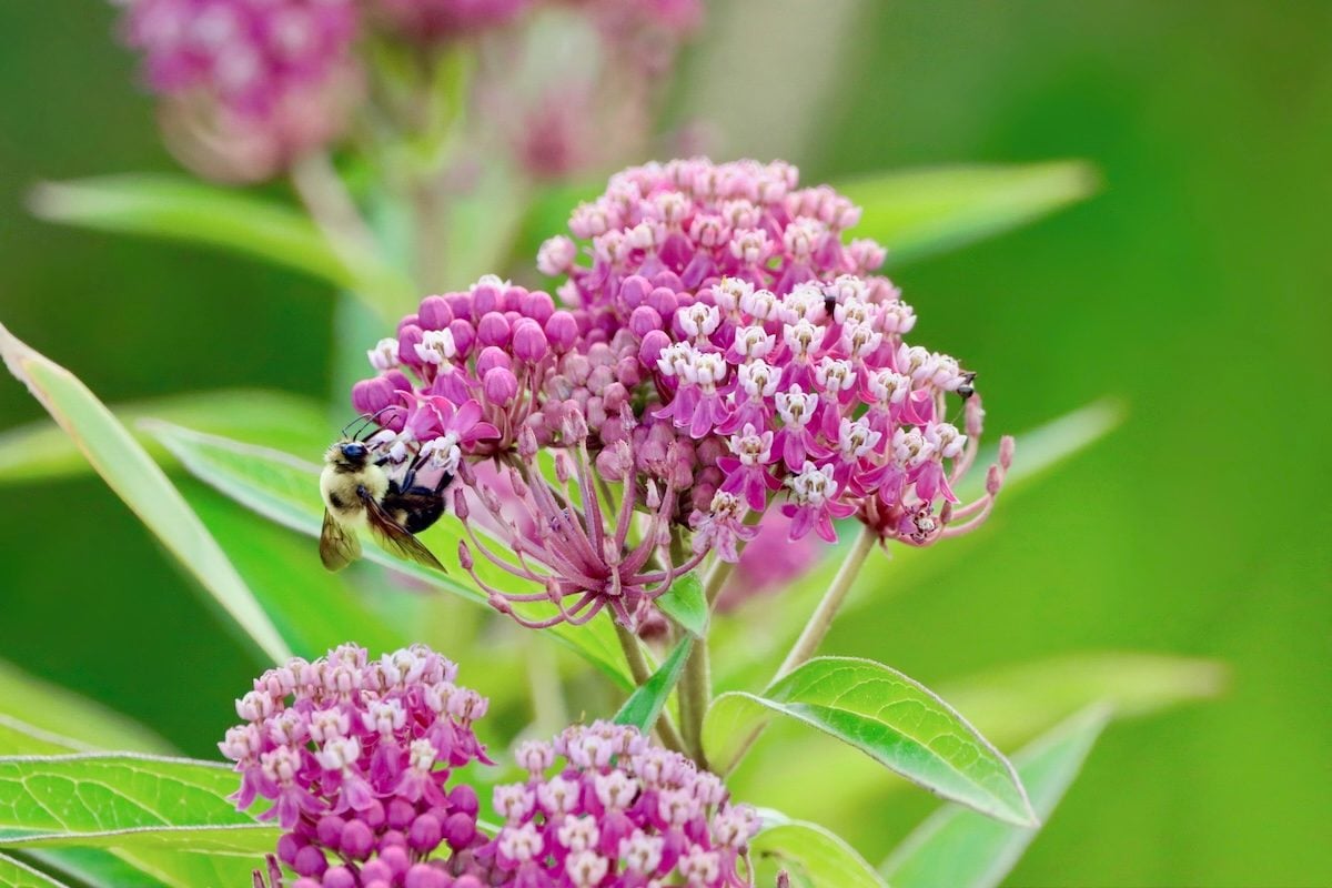 Does Milkweed Need Full Sun or Shade to Grow Best?
