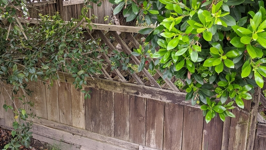 Optical illusion: You’ll need razor-sharp vision to spot the hidden cat ...