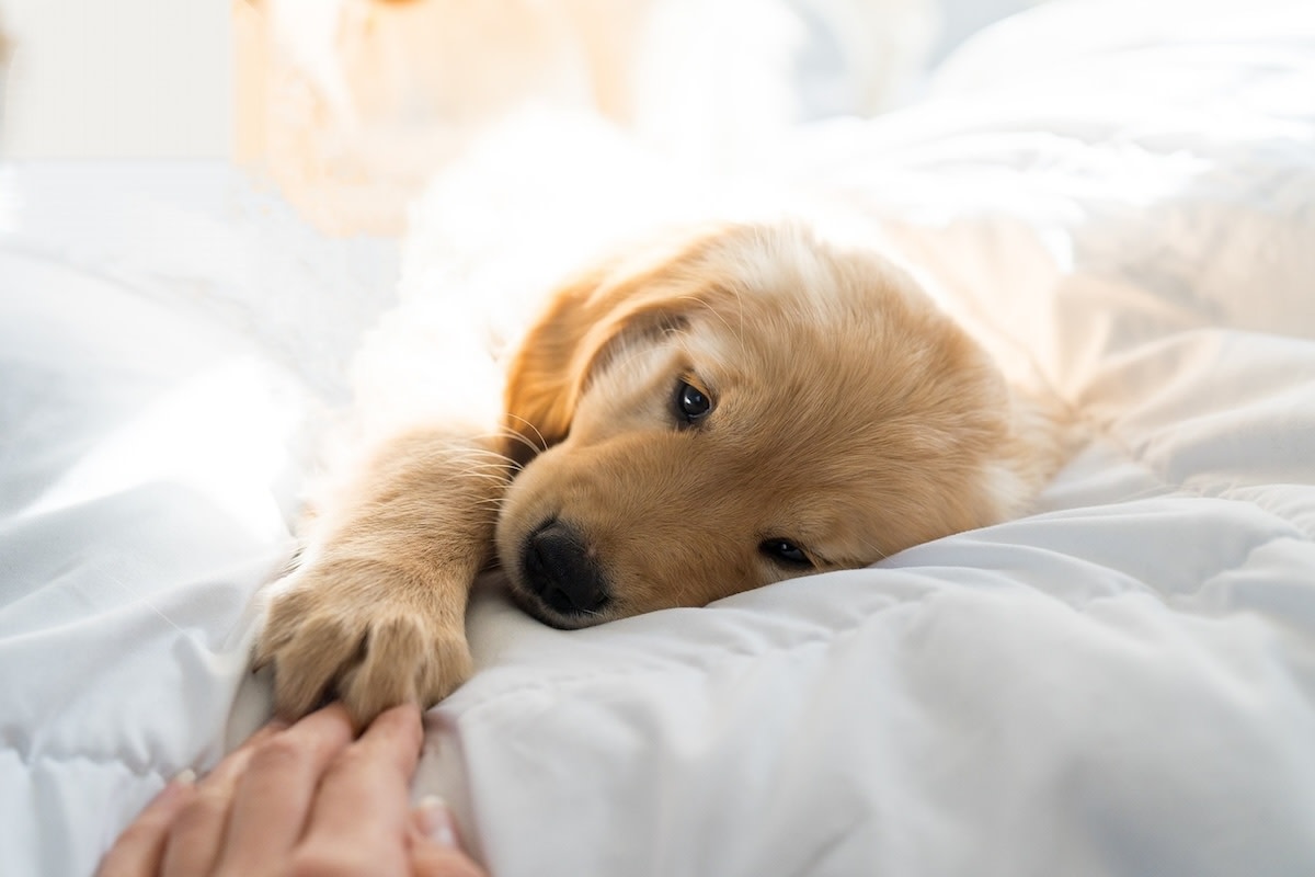Golden Retriever Fighting Sleep Proves 'No One Will Love You Like a Dog'