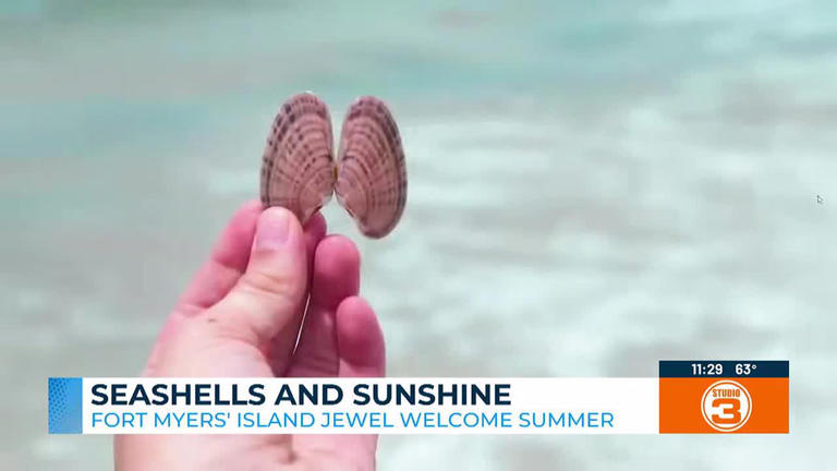 National Seashell Day