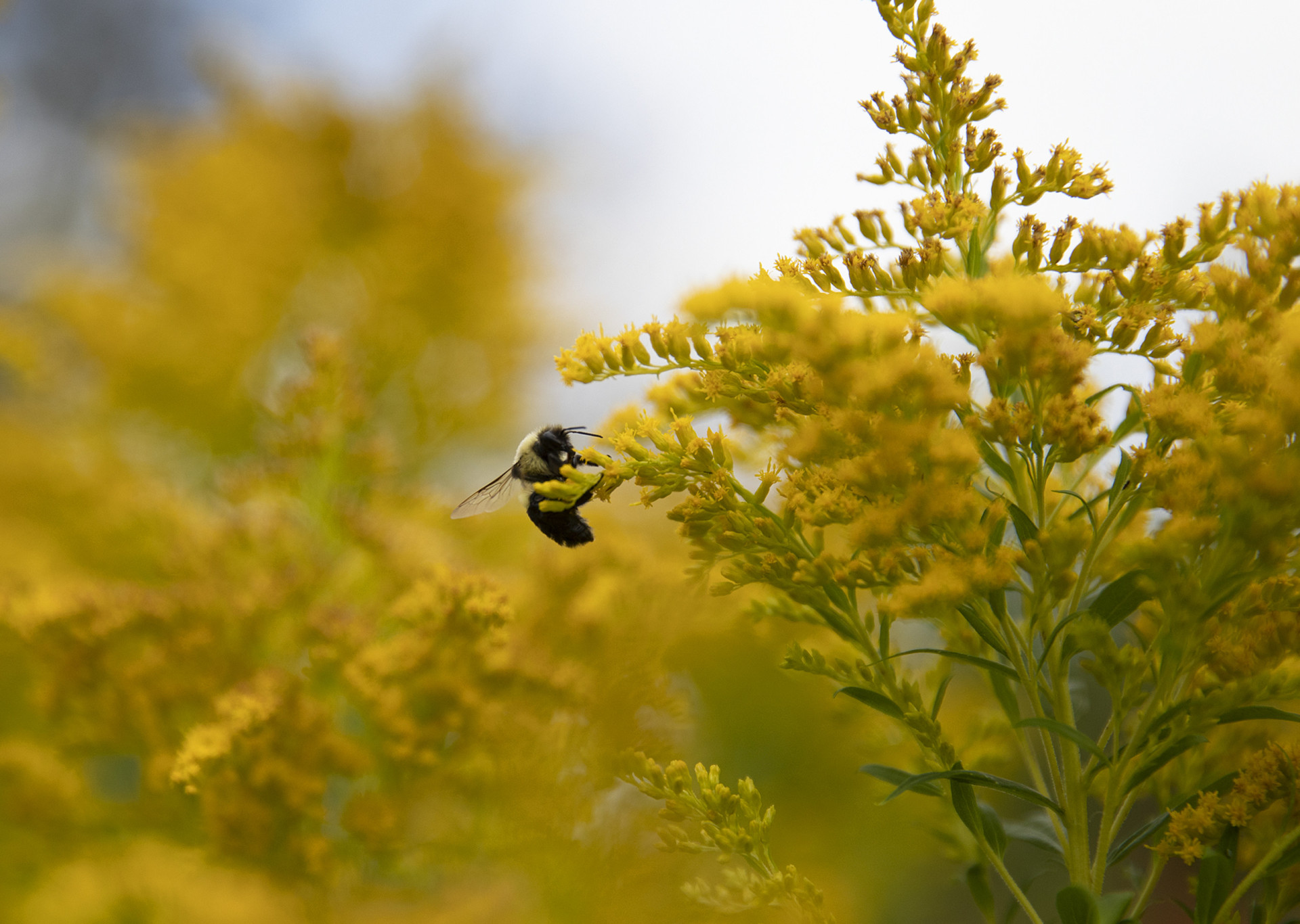 Are we facing an insect apocalypse?