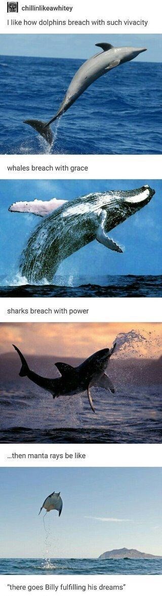 World Wild Web: 25 Wildlife Memes for When You're a Wild Mess and Need ...