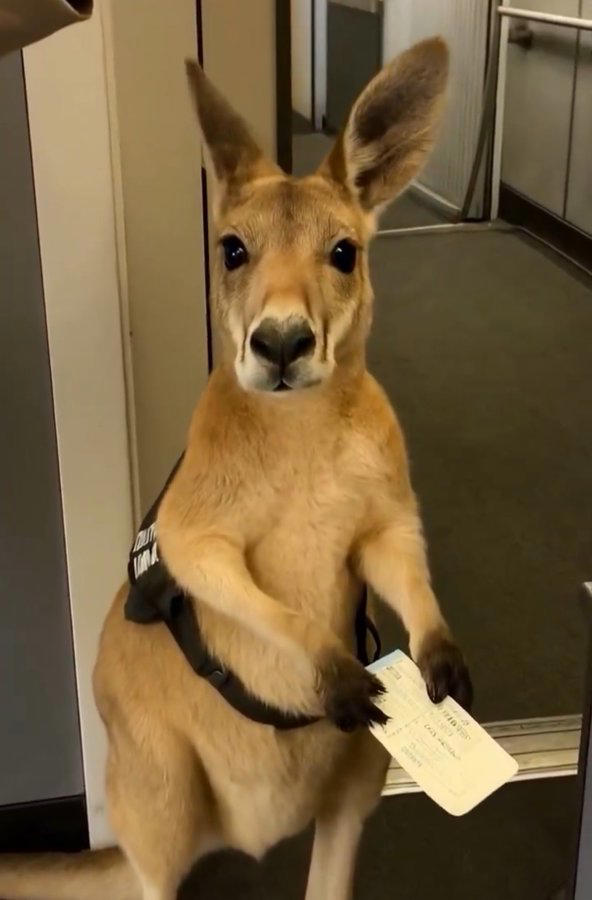 Is The Video Of The 'Emotional Support Kangaroo' Getting Rejected From ...