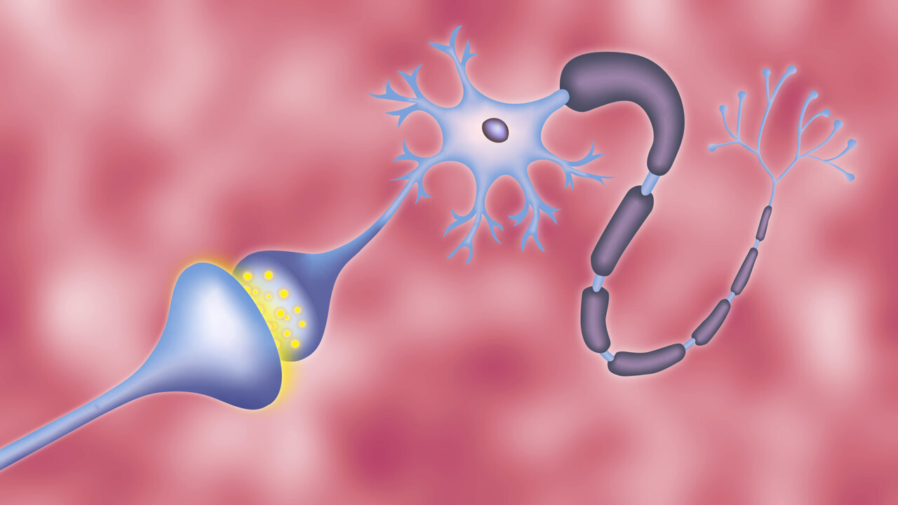 Vesicle cycle model reveals inner workings of brain synapse