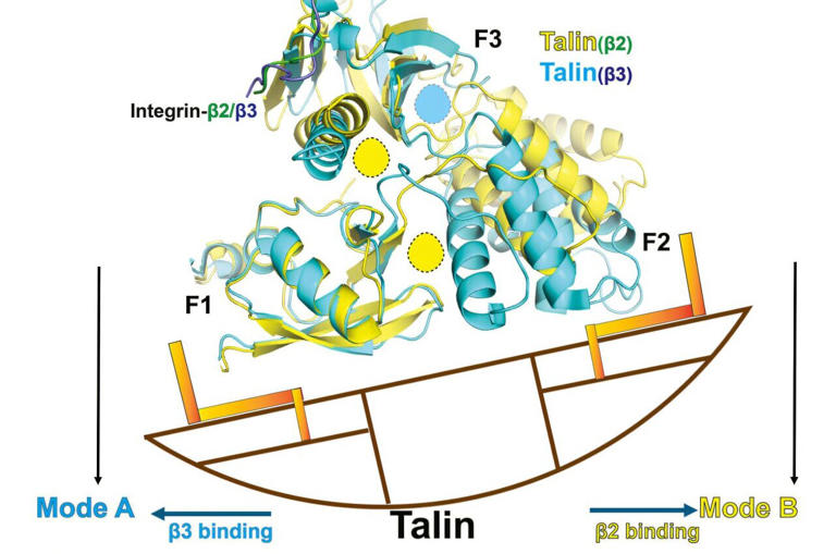 Key difference in how cells interact could aid in development of more ...