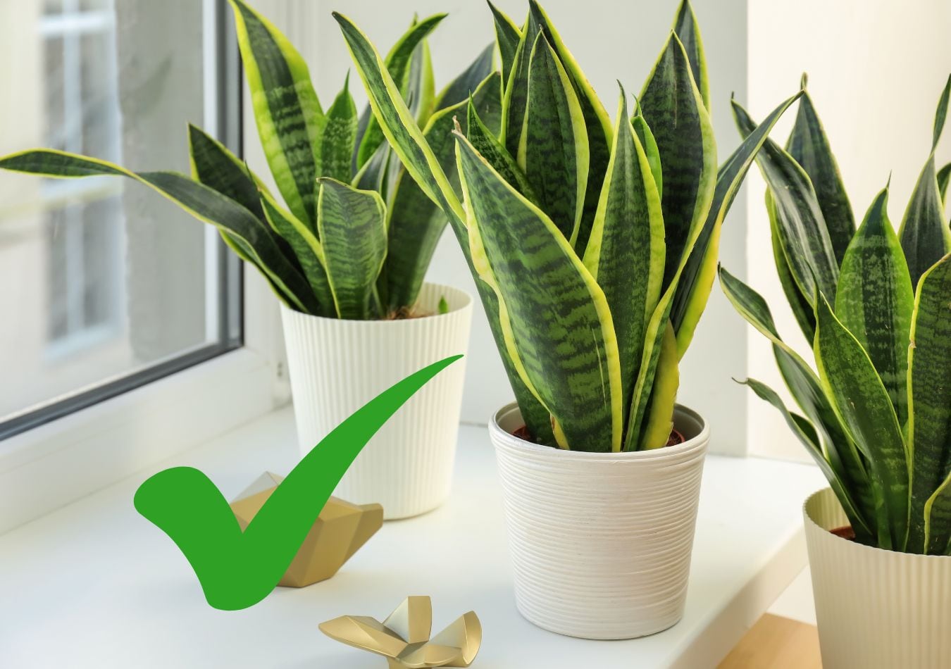 Quien tiene esta planta en su casa tiene un tesoro: cuál es y por qué ...