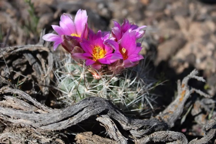 Colorado cactus removed from endangered species list after nearly 50 years