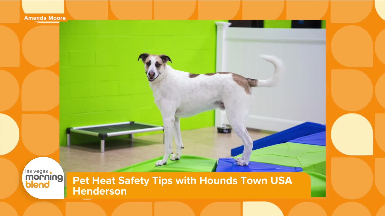 Hot Weather, Cool Pets: Heat Safety Tips From Hounds Town USA