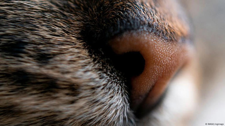 Cats smell — their owners, that is