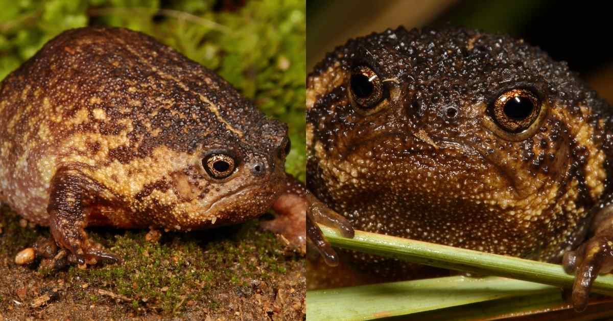 This 'grumpy-looking' frog shocked scientists with its unique sound. It ...