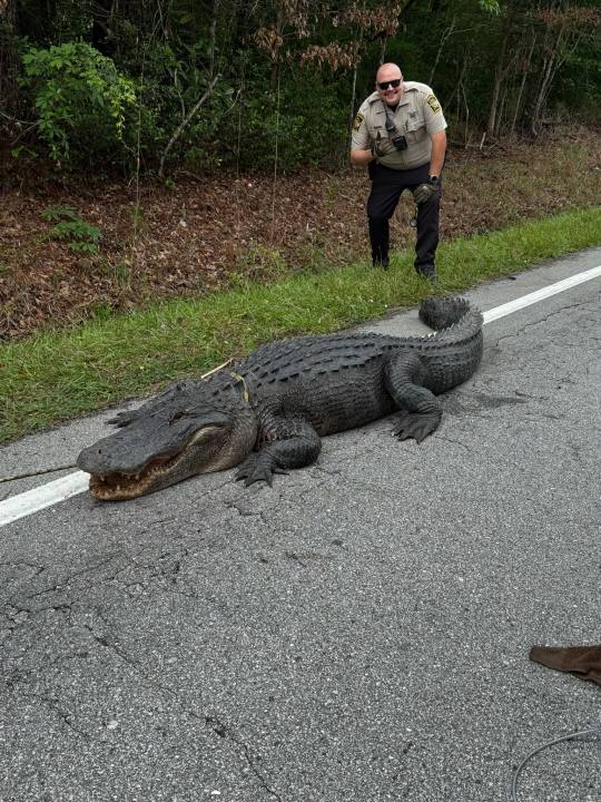 Onslow County deputies wrangle giant gator