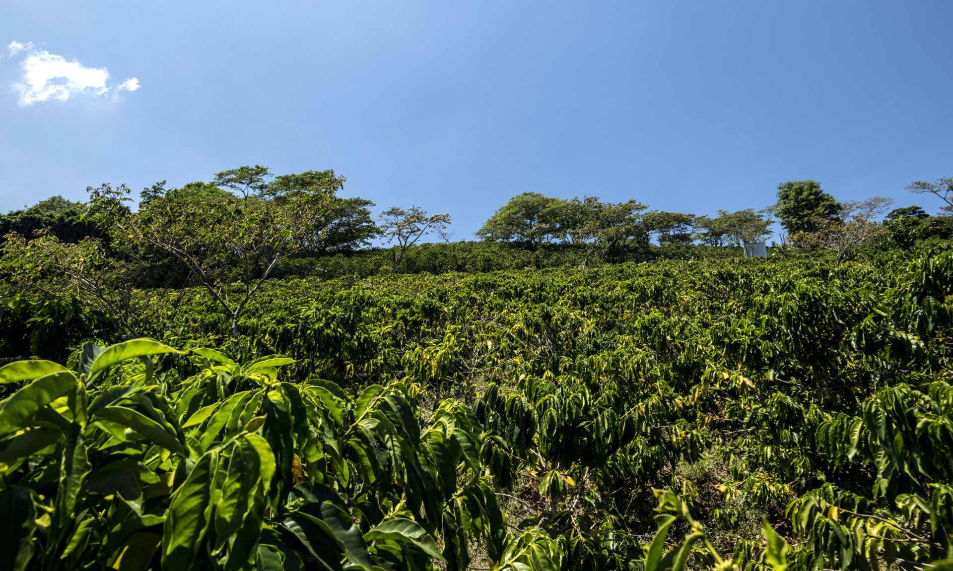 The environmental cost of growing these crops