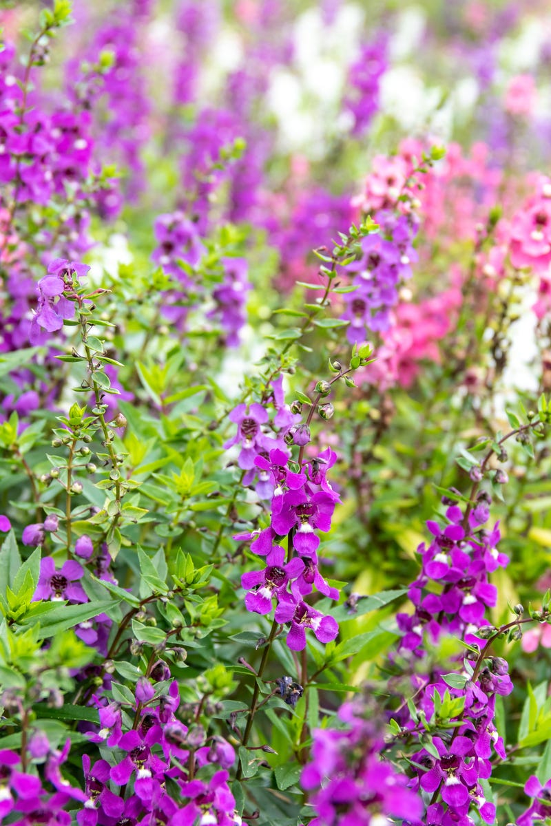 13 Plants You Can Plant in Spring That Will Last Through Summer