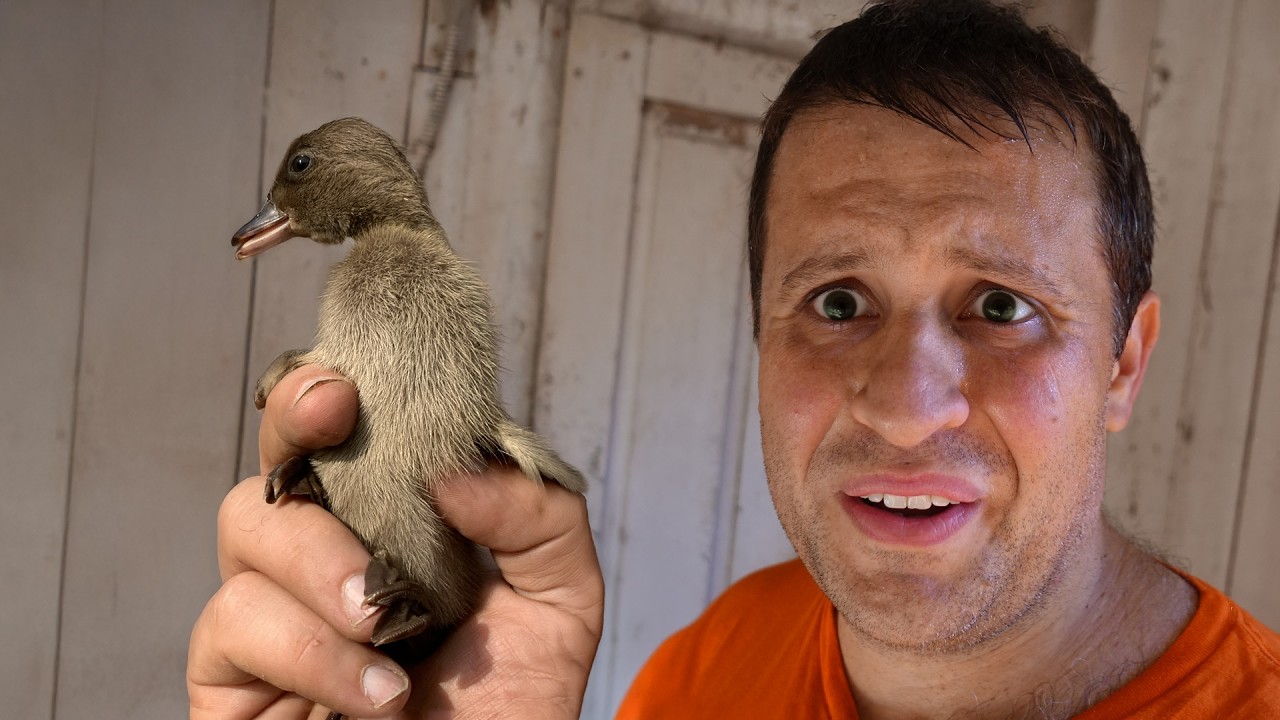 Experience the exciting arrival of our first baby ducks to the farm