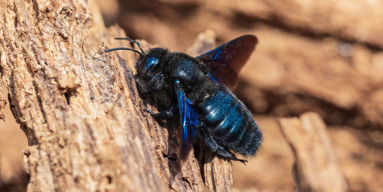 Experts explain why carpenter bees keep invading your yard—and how to ...
