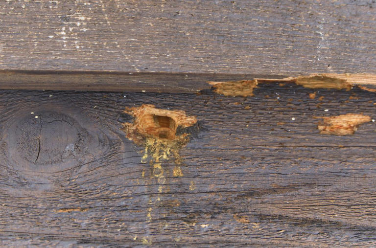 Experts explain why carpenter bees keep invading your yard—and how to ...