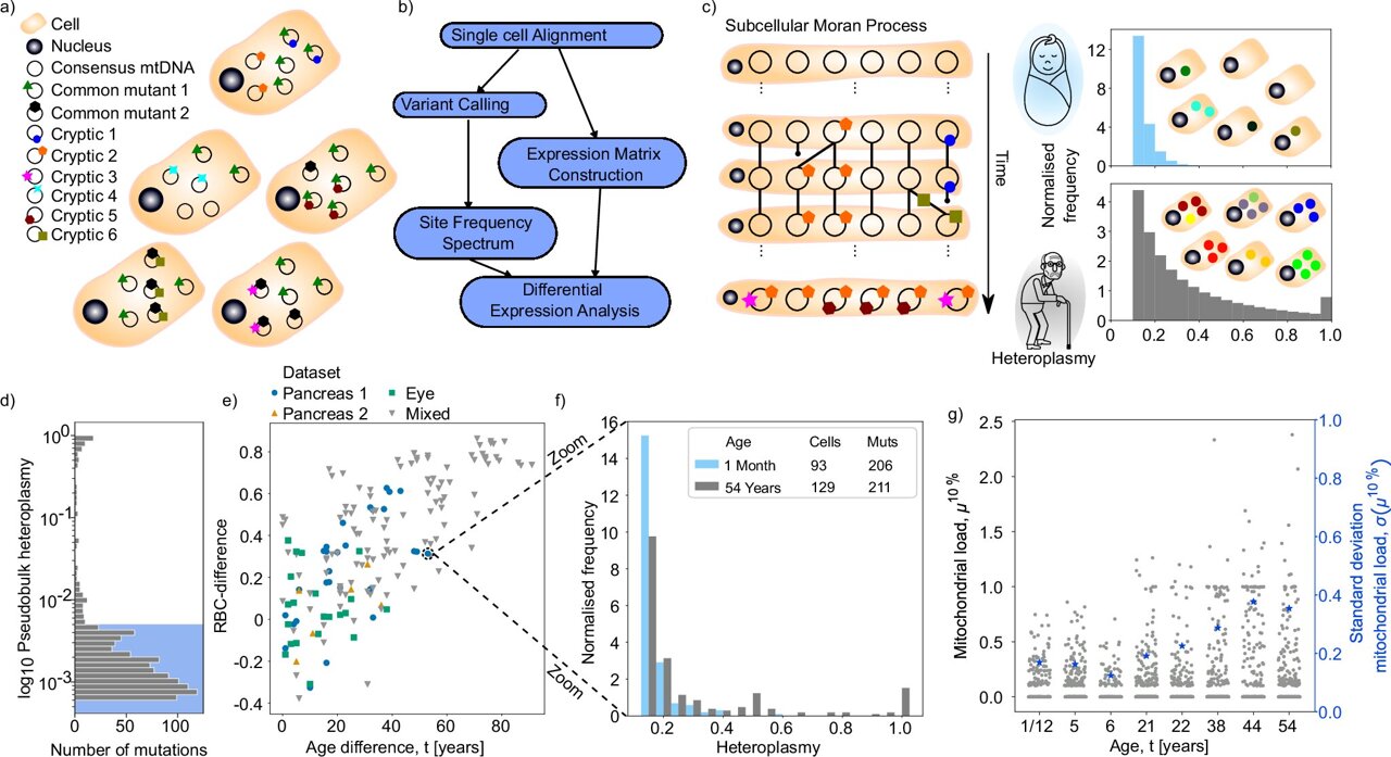 Q&A: How cryptic mitochondrial DNA mutations reveal a hidden layer of ...