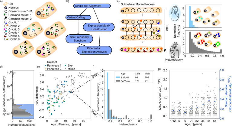 Q&A: How cryptic mitochondrial DNA mutations reveal a hidden layer of ...
