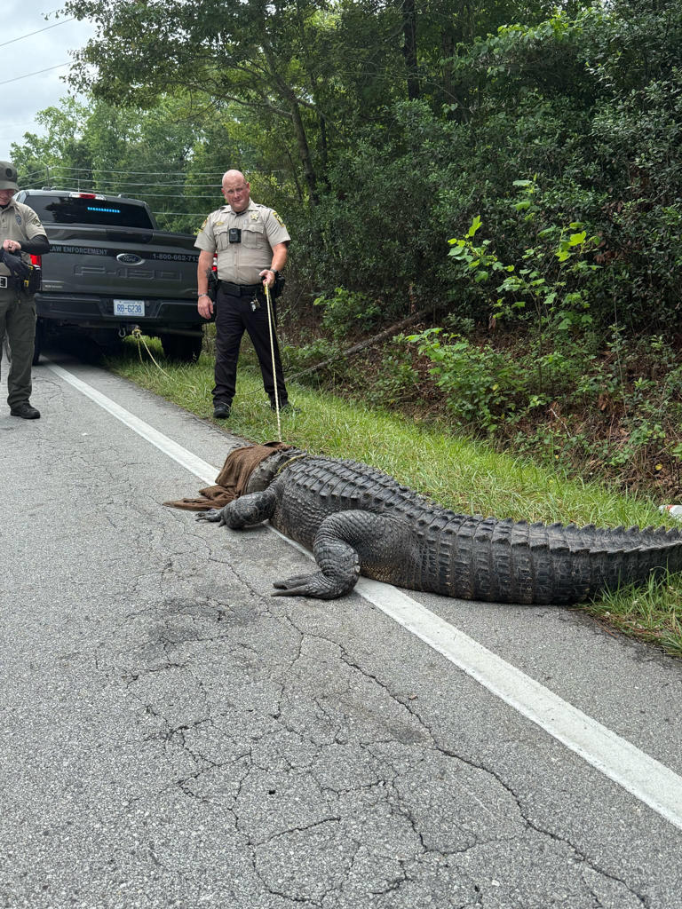 Onslow County deputies wrangle giant gator