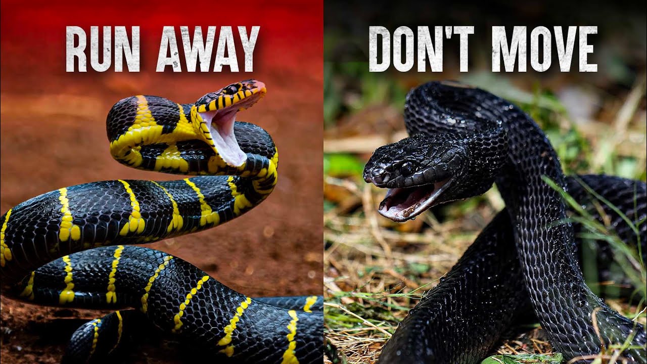3 Venomous Snakes and How to Stay Alive Around Them
