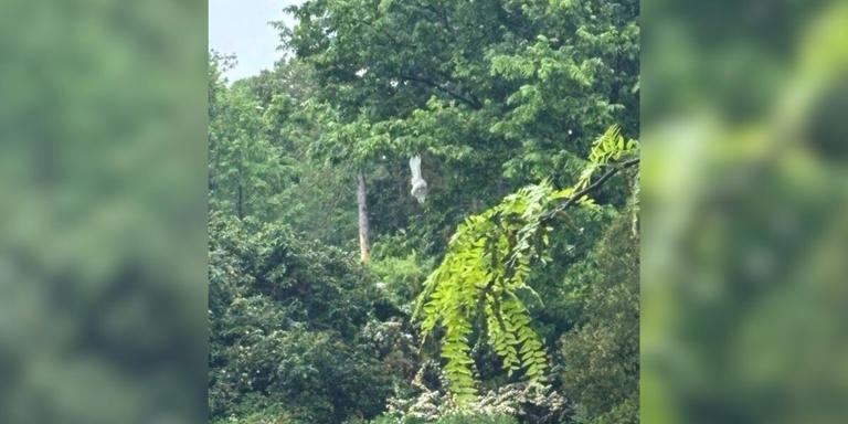 White Object Dangling From Tree Is Actually Beautiful Animal In Danger