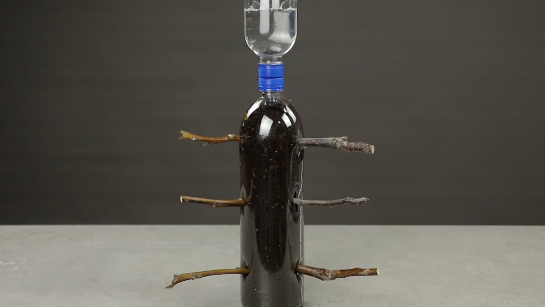 Amazing Growth Crafty Hack for your Plants