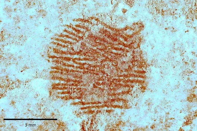 Fingerprint made by Neanderthal 43,000 years ago could be world’s ...