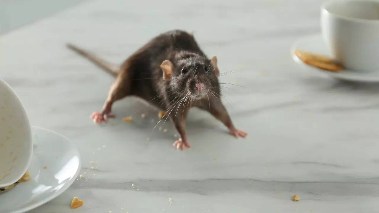 5 rodent species one should know about