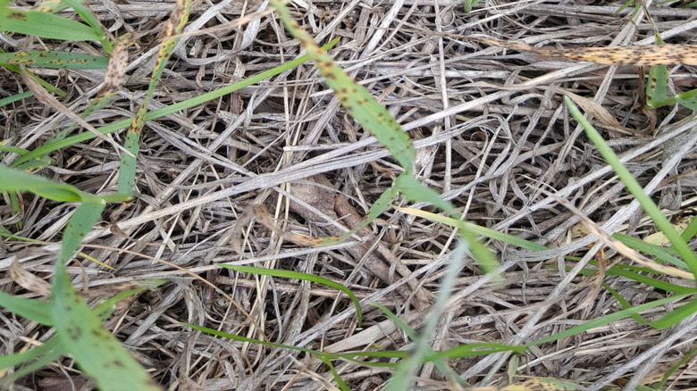 How To Identify Dollar Spot Disease On Your Lawn And Tricks For Treating It