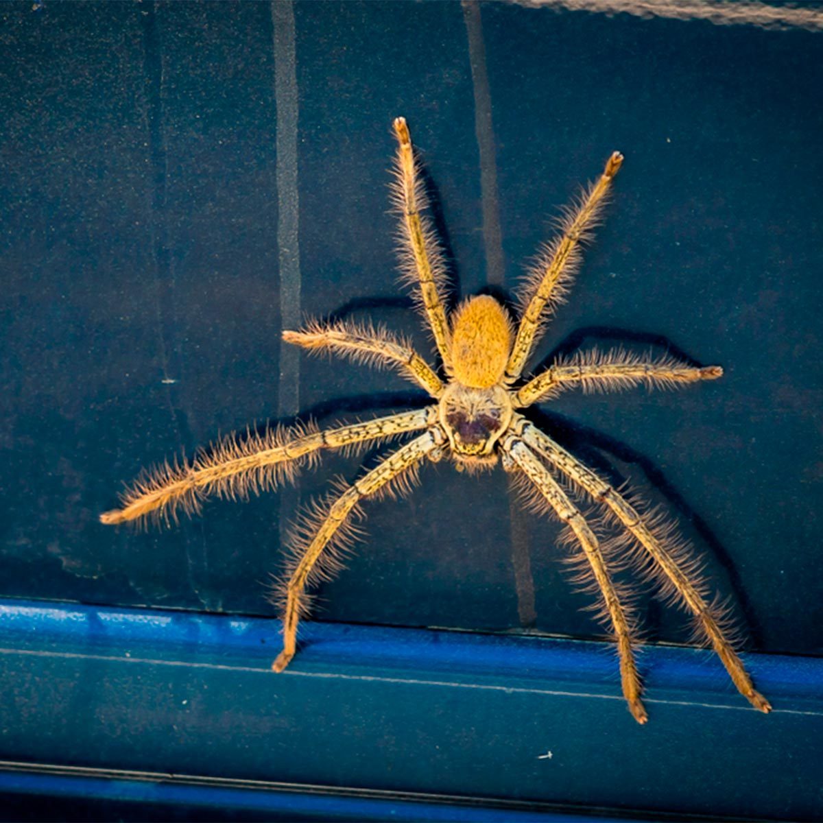 Chlorine Bomb for Car Spiders – Quick and Easy Pest Removal