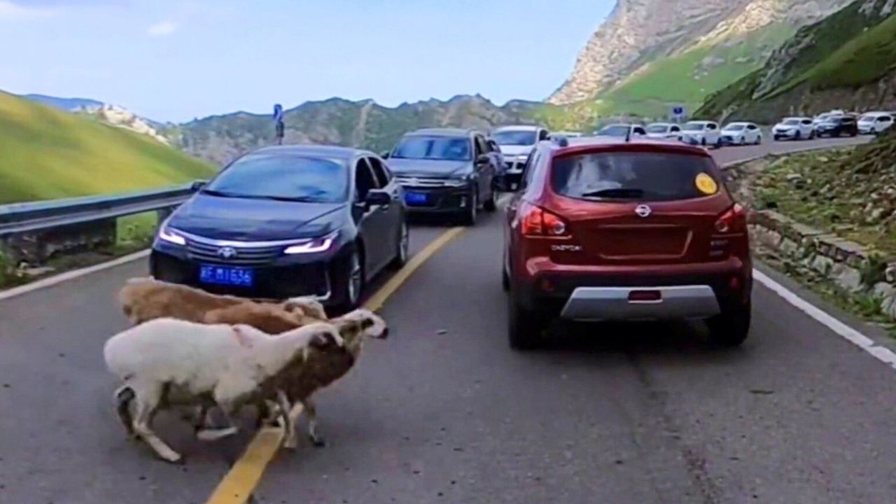 Goats hop over road's marking during busy highway crossing