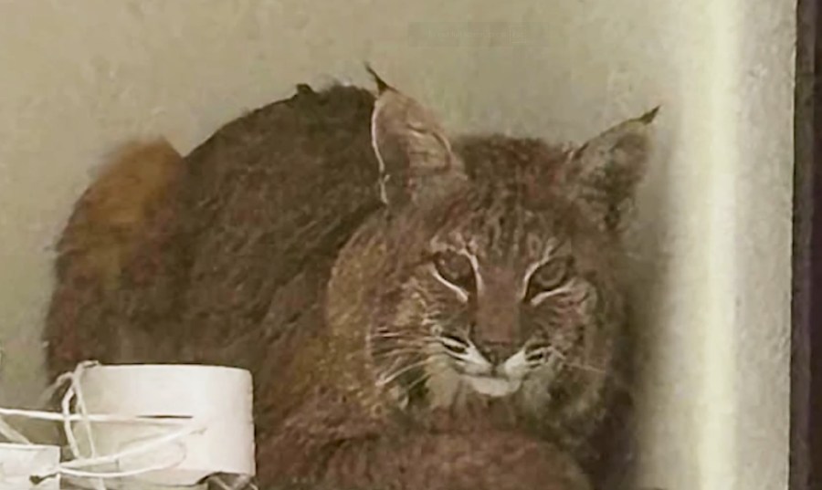 Video: Deputies attempt to get bobcat out of Ken Caryl home with simple housecat trick