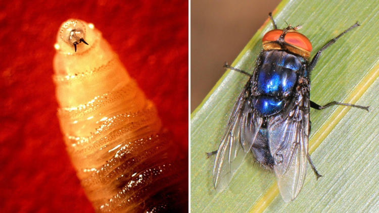 A flesh-eating fly could be back in Missouri soon, experts warn