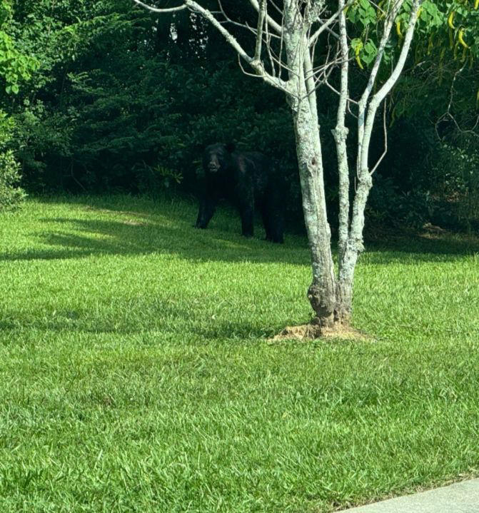 Black bear roams Central neighborhood on Wednesday morning