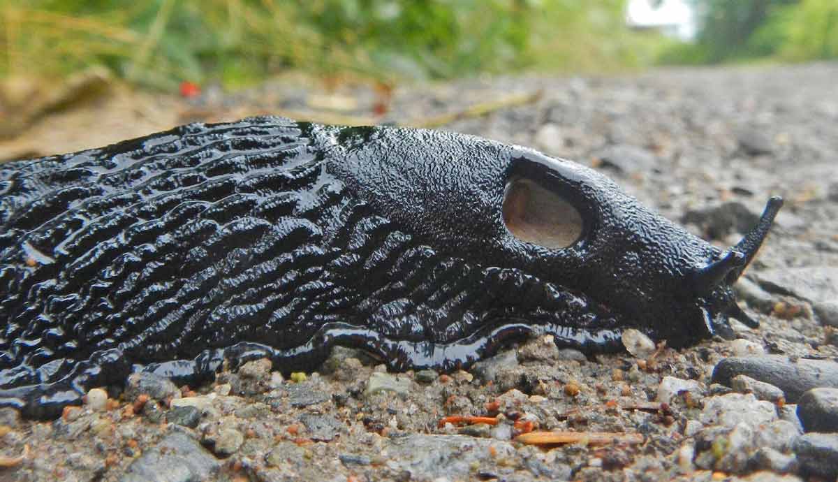 Do Slugs Make Good Pets?