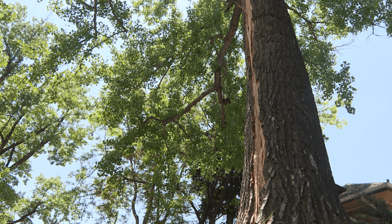 Denver woman struck by lightning after it hits tree in front of her window