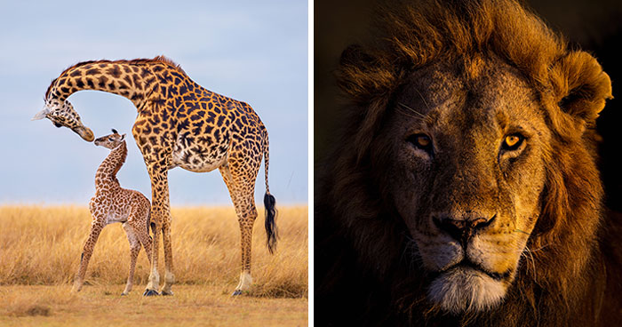 30 Mesmerizing Wildlife Photos That Showcase The Beauty Of Nature ...